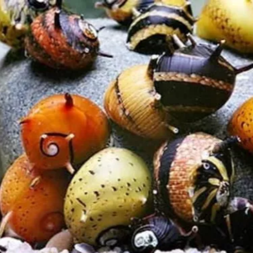 2X HORNED NERITE SNAILS MIXED CLITHON DIADEMA - ALGAE EATER - AQUARIUM ...