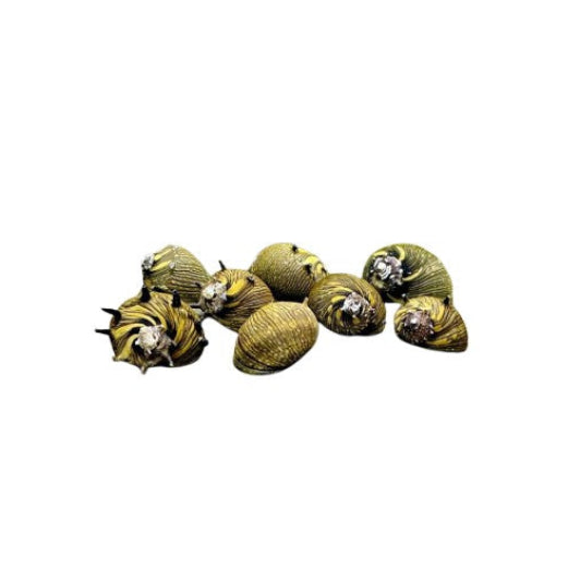 X2 SUN NERITE SNAILS CLITHON DIADEMA - ALGAE EATER - AQUARIUM SNAILS ...