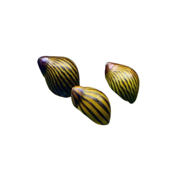 4x ZEBRA NERITE SNAILS CLITHON DIADEMA - ALGAE EATER - AQUARIUM SNAILS ...