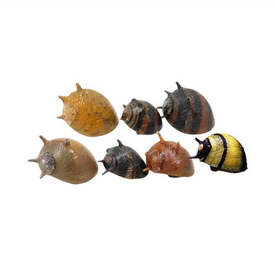 2X HORNED NERITE SNAILS MIXED CLITHON DIADEMA - ALGAE EATER - AQUARIUM ...